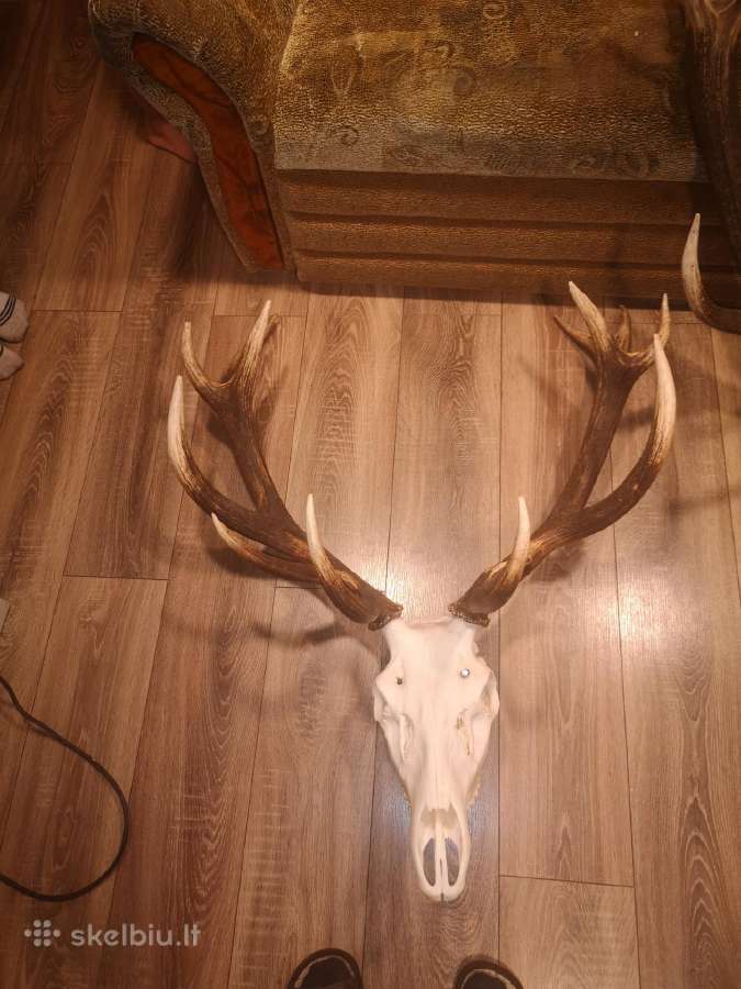 Elnio ragai. - Skelbiu.lt