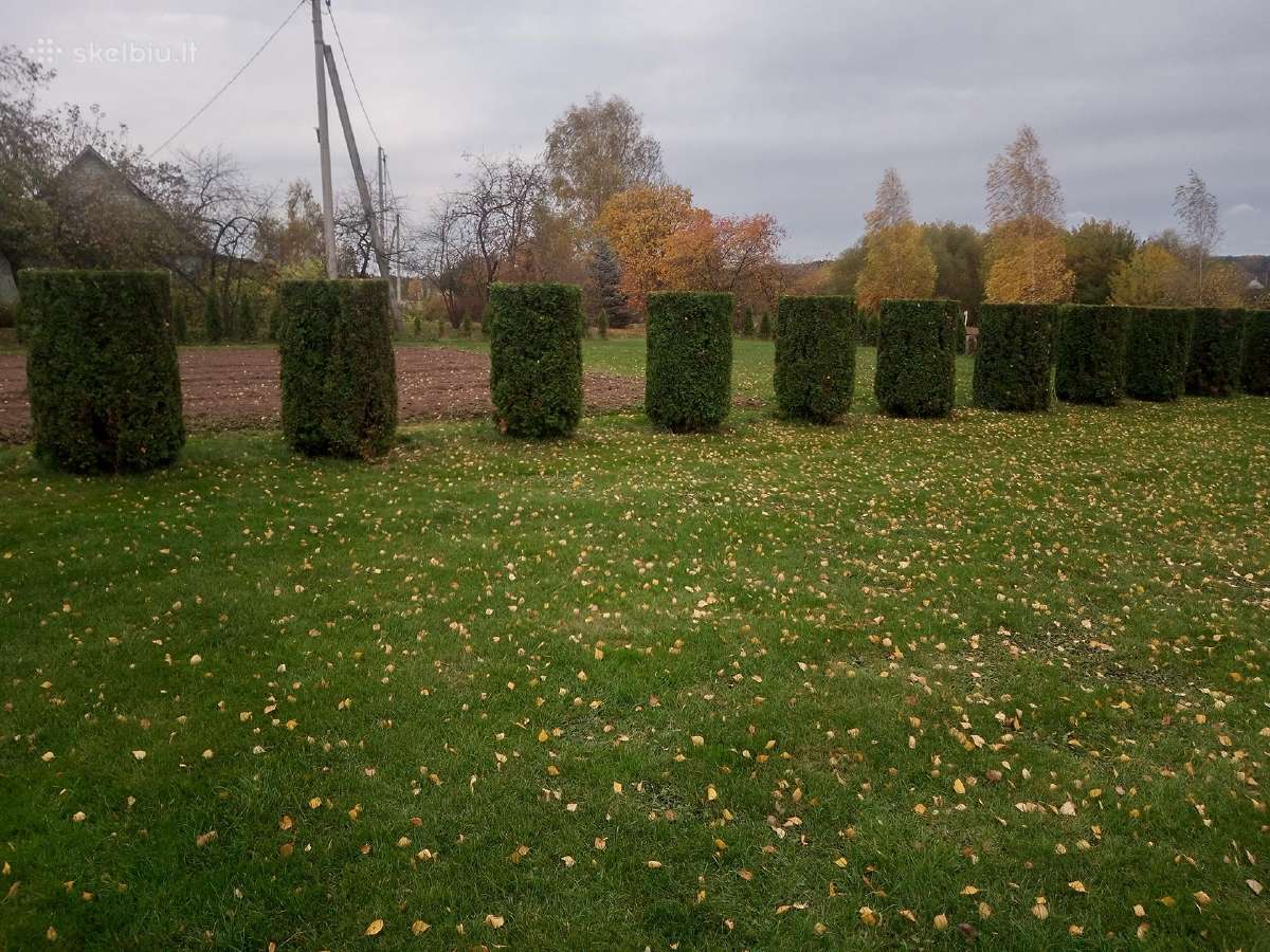 Tuju gyvatvoriu kirpimas genejimas rudumu valymas - Skelbiu.lt