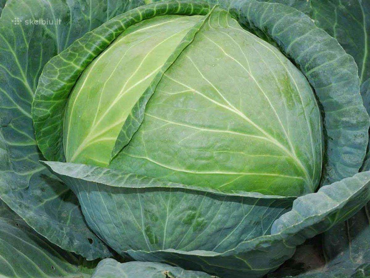 Kopūstai - Skelbiu.lt