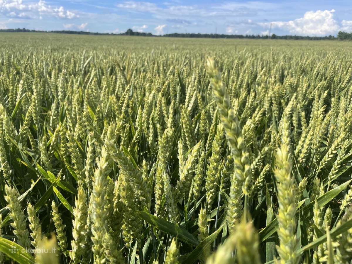 Perku, išsinuomoju žemės ūkio paskirties zemę - Skelbiu.lt