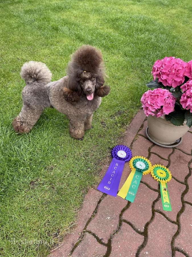 Nykštukinis pudelis kergimui - Skelbiu.lt