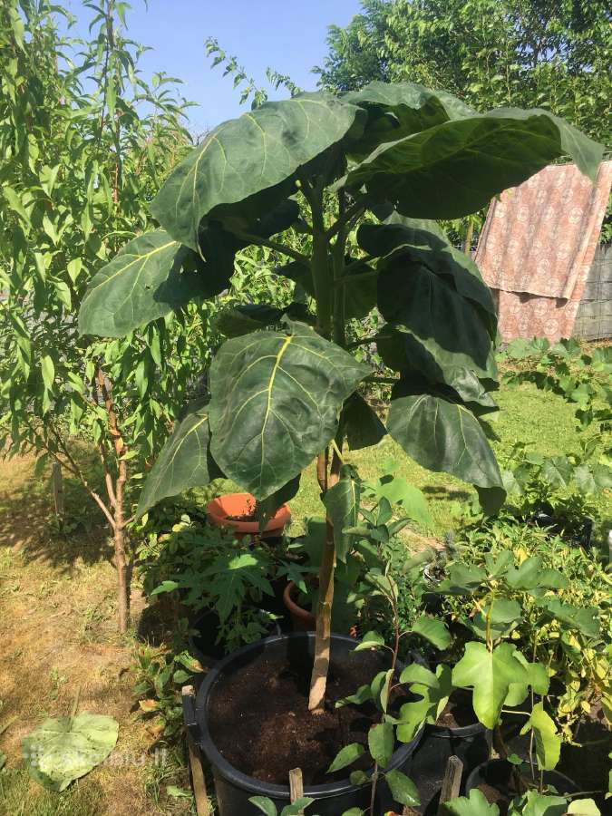 Išpardavimas! Tamarilo-pomidorų medis, Guava - Skelbiu.lt