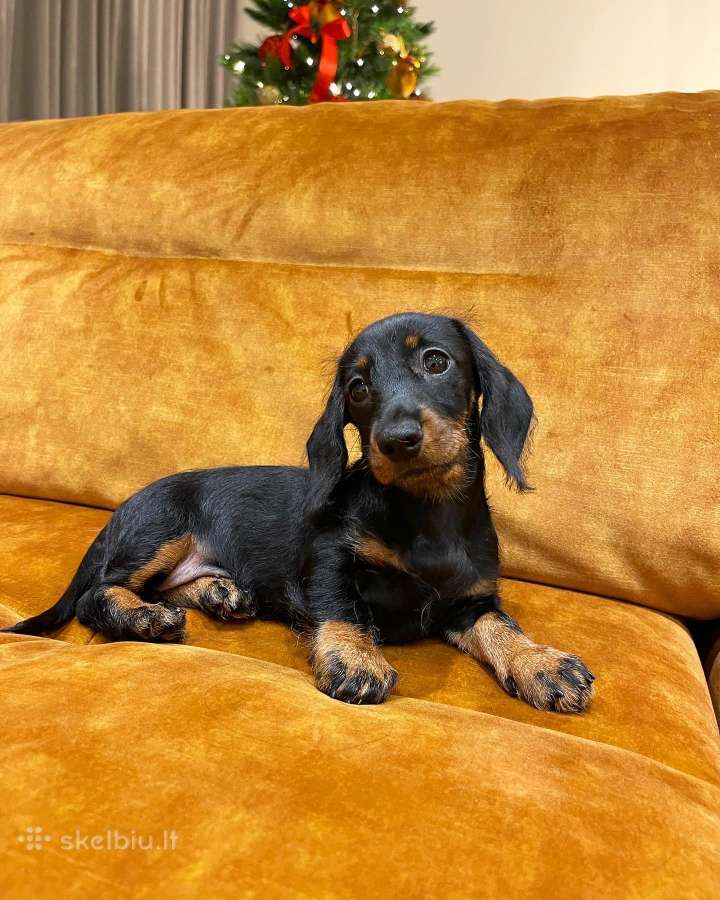 Šiurkščiaplaukiai nykštukiniai/triušiniai taksai: - Skelbiu.lt