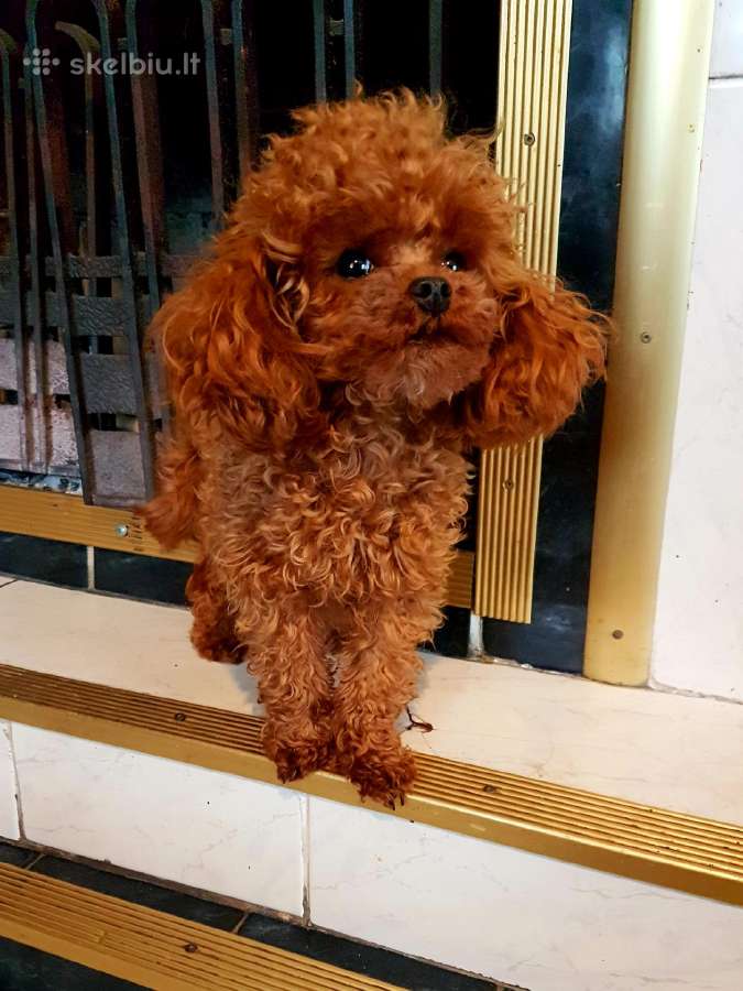 Pudeliukas-arbatinis puodelis - Skelbiu.lt