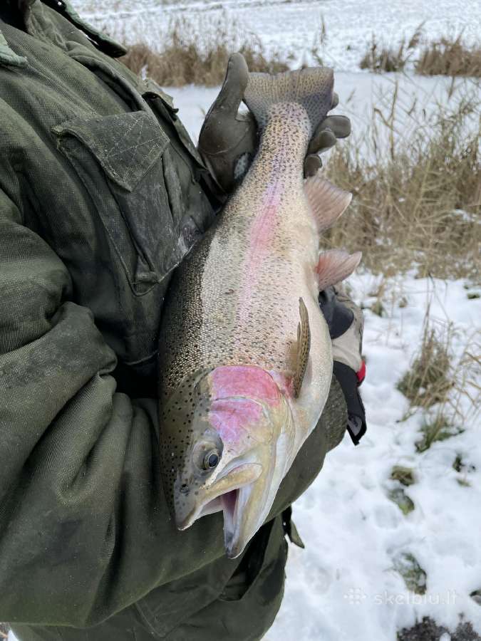 Upėtakių mailius, įžuvinimas, upėtakių žvejyba. - Skelbiu.lt