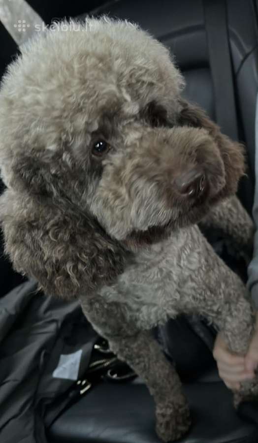 Toy pudelis ieško panelės - Skelbiu.lt