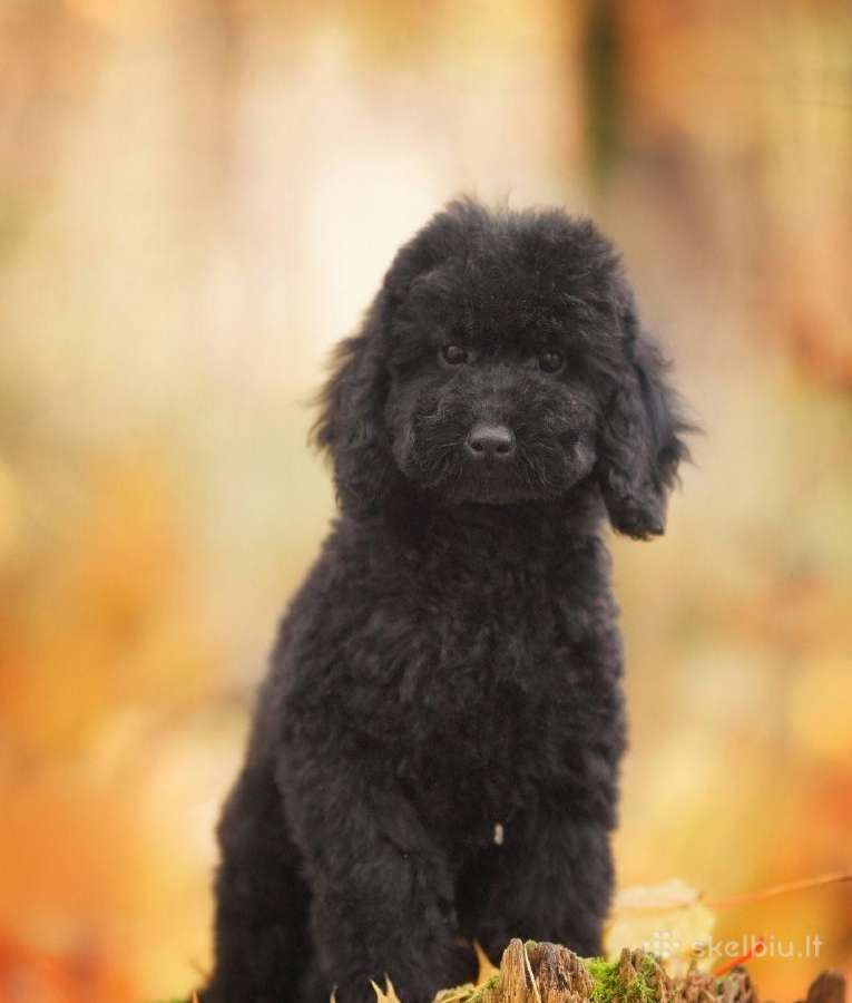 Gražuolis juodas pudeliukas - Skelbiu.lt