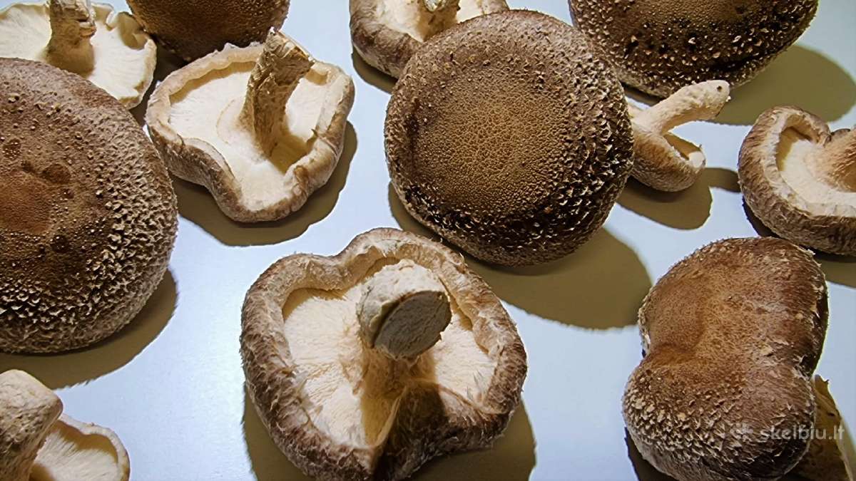 Šitake (shiitake) grybai - Skelbiu.lt