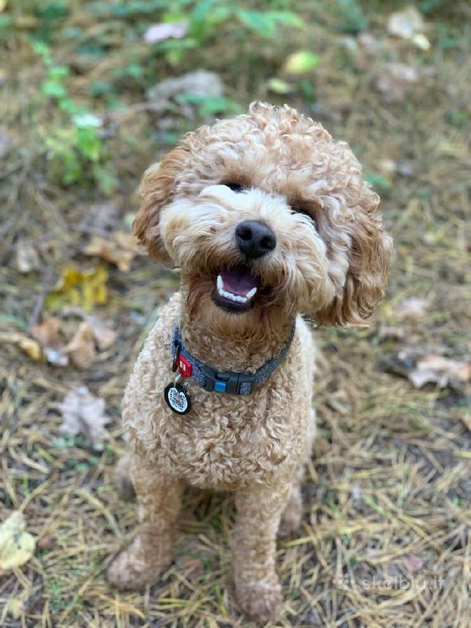 Pudelis ieško draugės - Skelbiu.lt