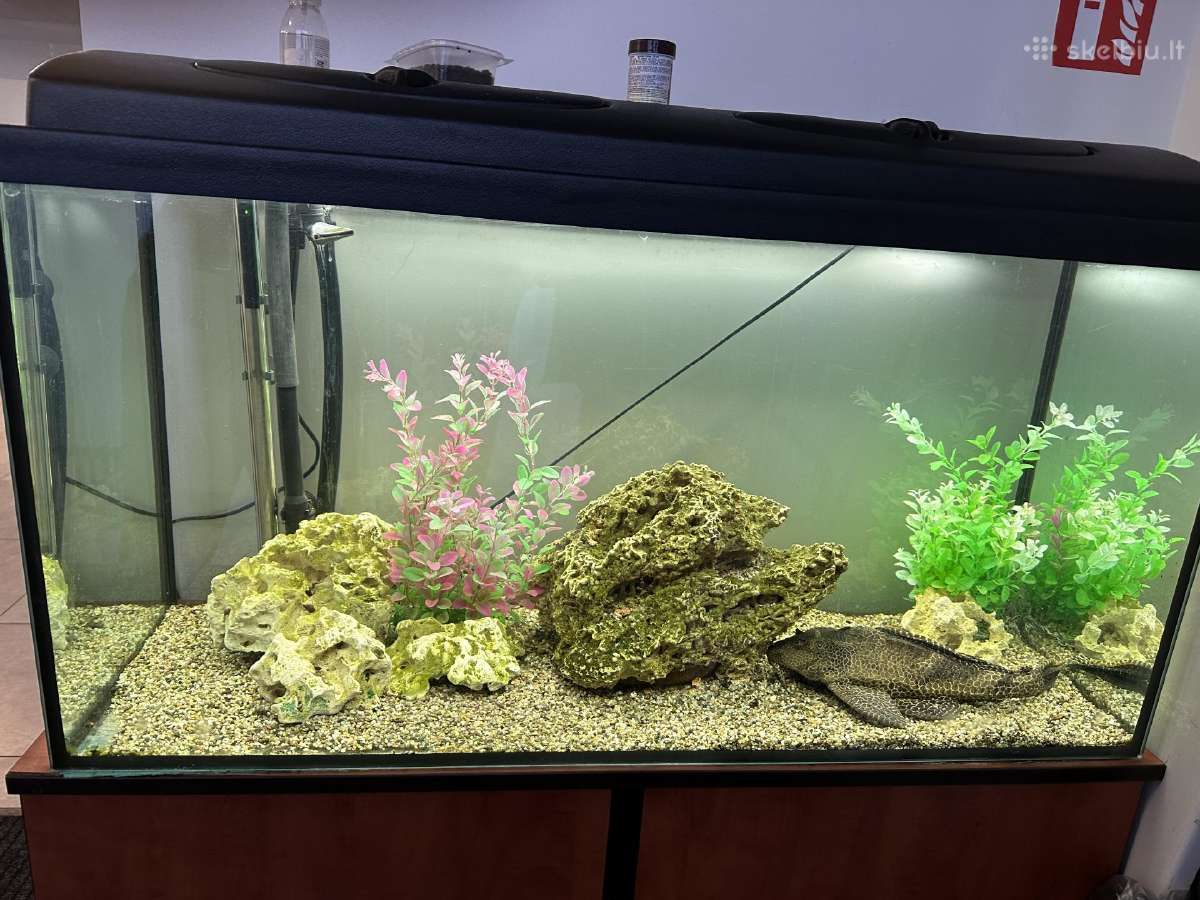 Akvariumas - Skelbiu.lt