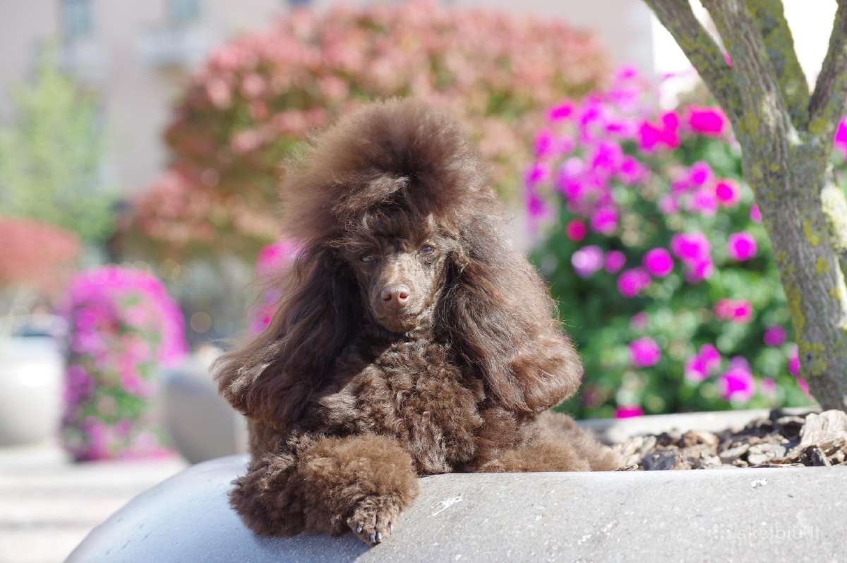 Toy pudelis su patirtim kergimui - Skelbiu.lt