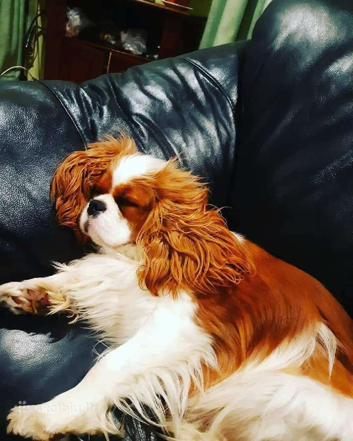 Kavalieriaus Karaliaus Karolio Spanielis - Skelbiu.lt