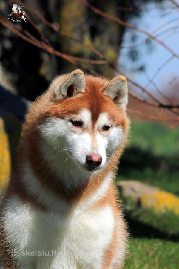 Kalytė su kilmės dokumentais. Sibiro haskis - Skelbiu.lt