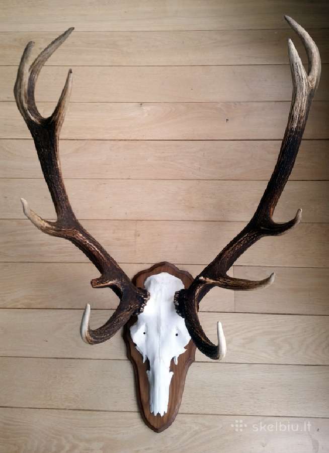 Išskirtinio grožio Elnio ragai - Skelbiu.lt