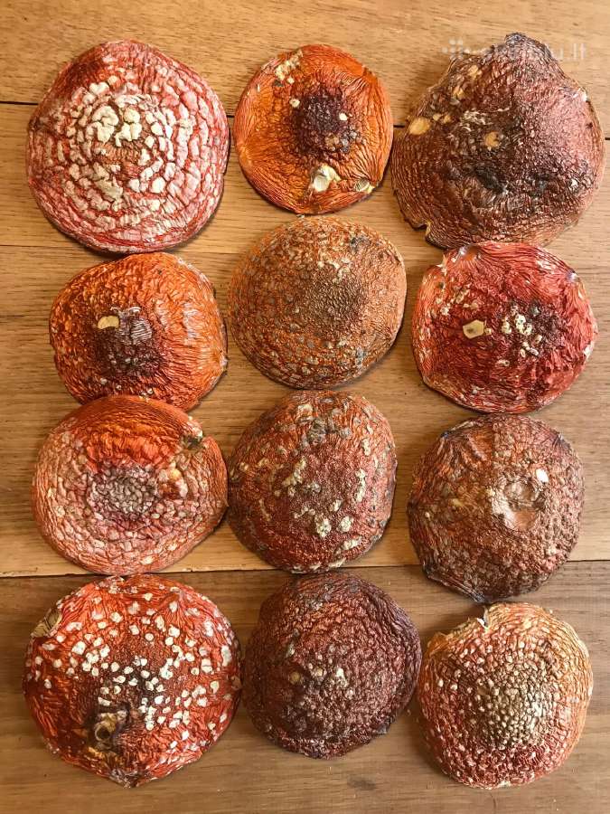 Dziovintos musmires Rinktos Lietuvoje 2023 metų - Skelbiu.lt