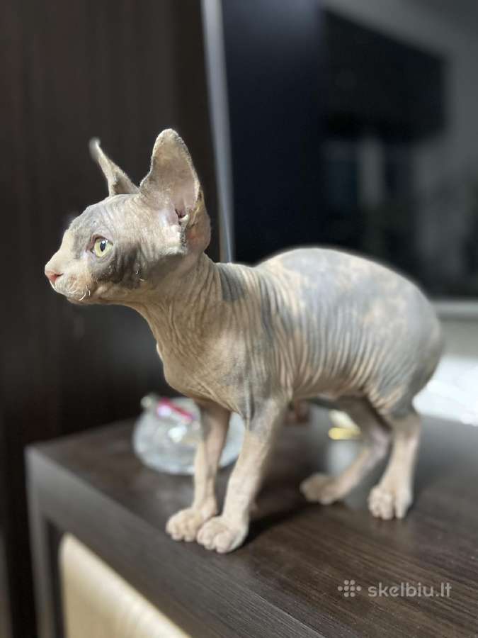 Kanados sfinksas - Skelbiu.lt