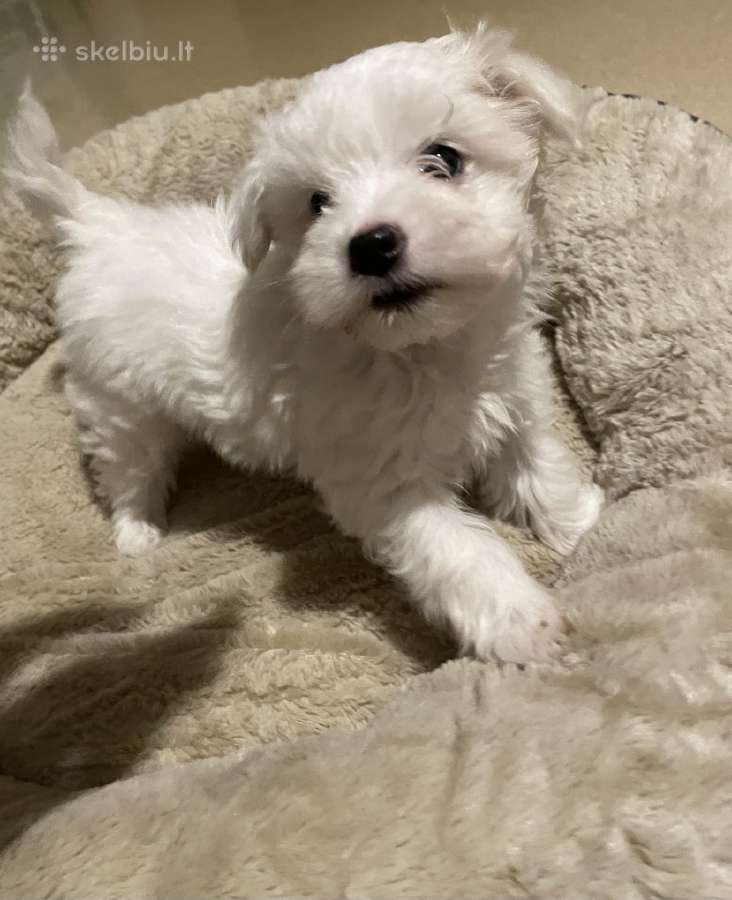 Maltos bišonas - Skelbiu.lt