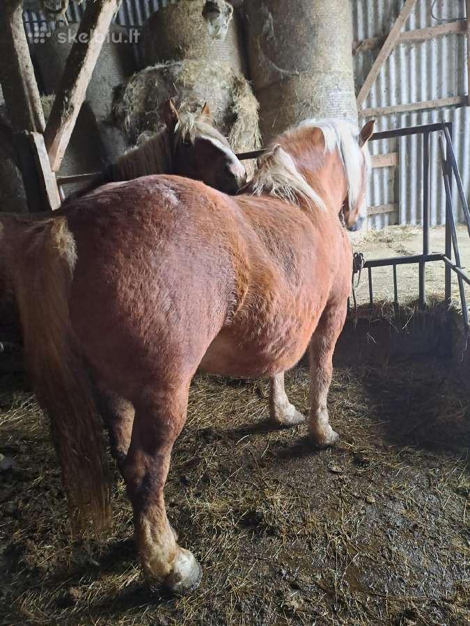 Parduodu lt sunkiuju kumele - Skelbiu.lt