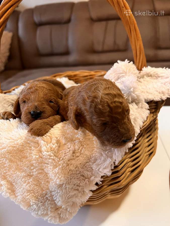 Pudeliukai - Skelbiu.lt