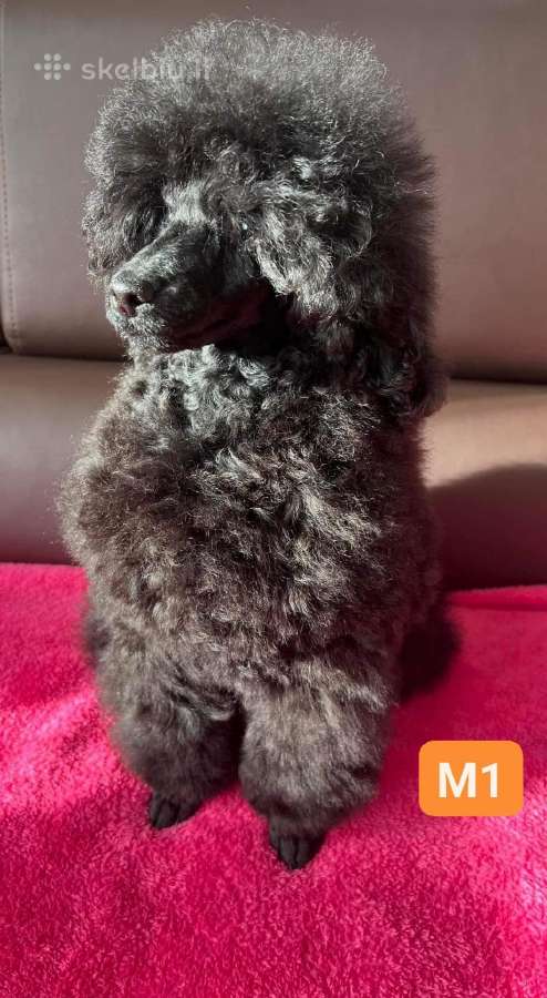 Nykštukiniai pudeliai su Fci/lkd dokumentais - Skelbiu.lt