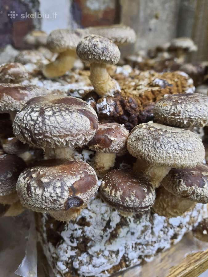 Shiitake ir Gluosninė Kreivabudė - Skelbiu.lt