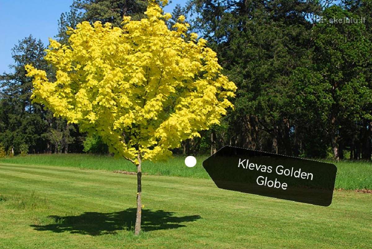 Skiepiti klevai, akacijos, catalpos Nana, beržai - Skelbiu.lt