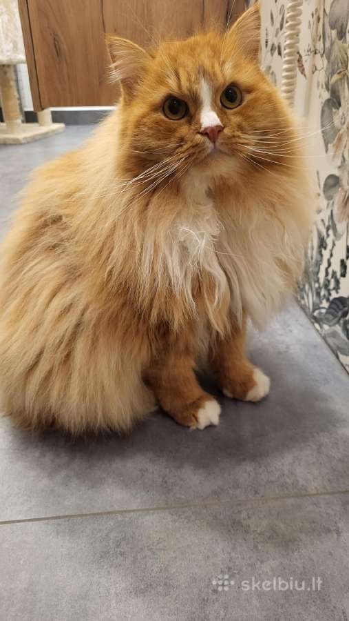 Parduodamas Sibiro katinas - Skelbiu.lt