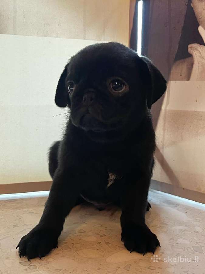 Juodas mopsas - Skelbiu.lt