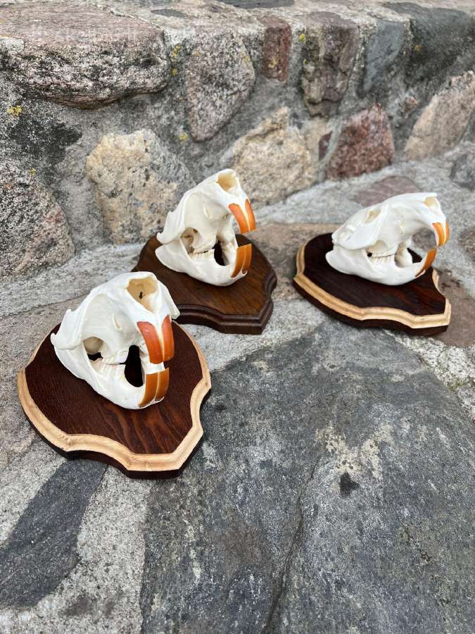 Bebro kaukolė - Skelbiu.lt