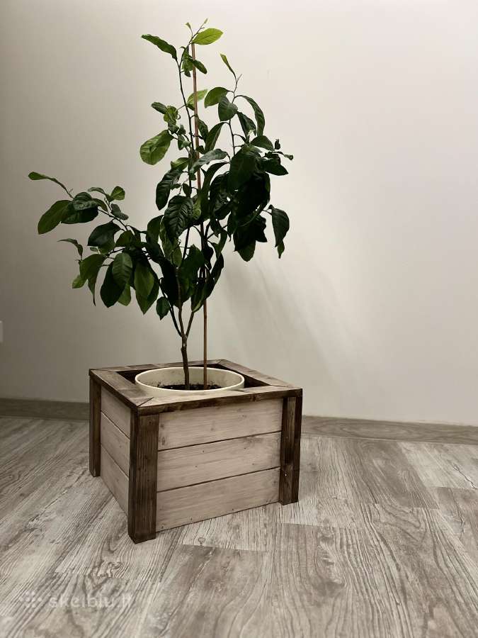 Vazonas - Skelbiu.lt