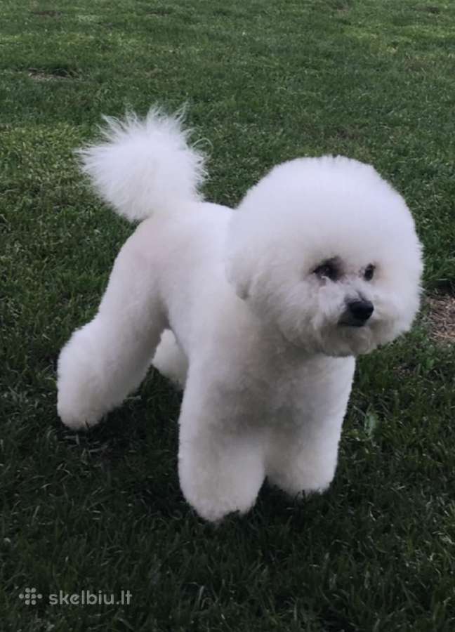 Kilmingi garbanotieji bišonai - Skelbiu.lt