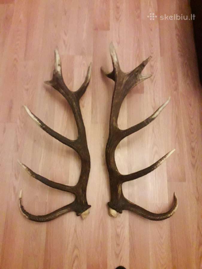 Briedžio ragai - Skelbiu.lt