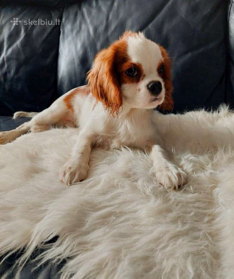 Kavalieriaus karaliaus Karolio spanielis - Skelbiu.lt