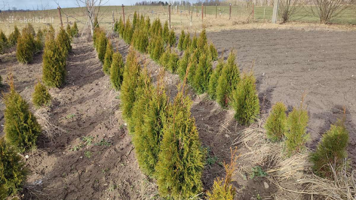 Smaragdines tujos - Skelbiu.lt
