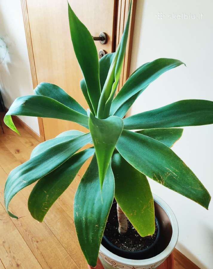 Kambarinė gele-medis "Agave attennuata"iš Madeiros - Skelbiu.lt