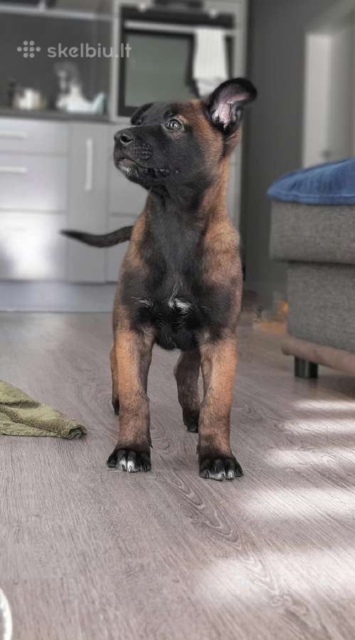 Belgų aviganių (Malinua) vada. Pasiruošę namo. - Skelbiu.lt