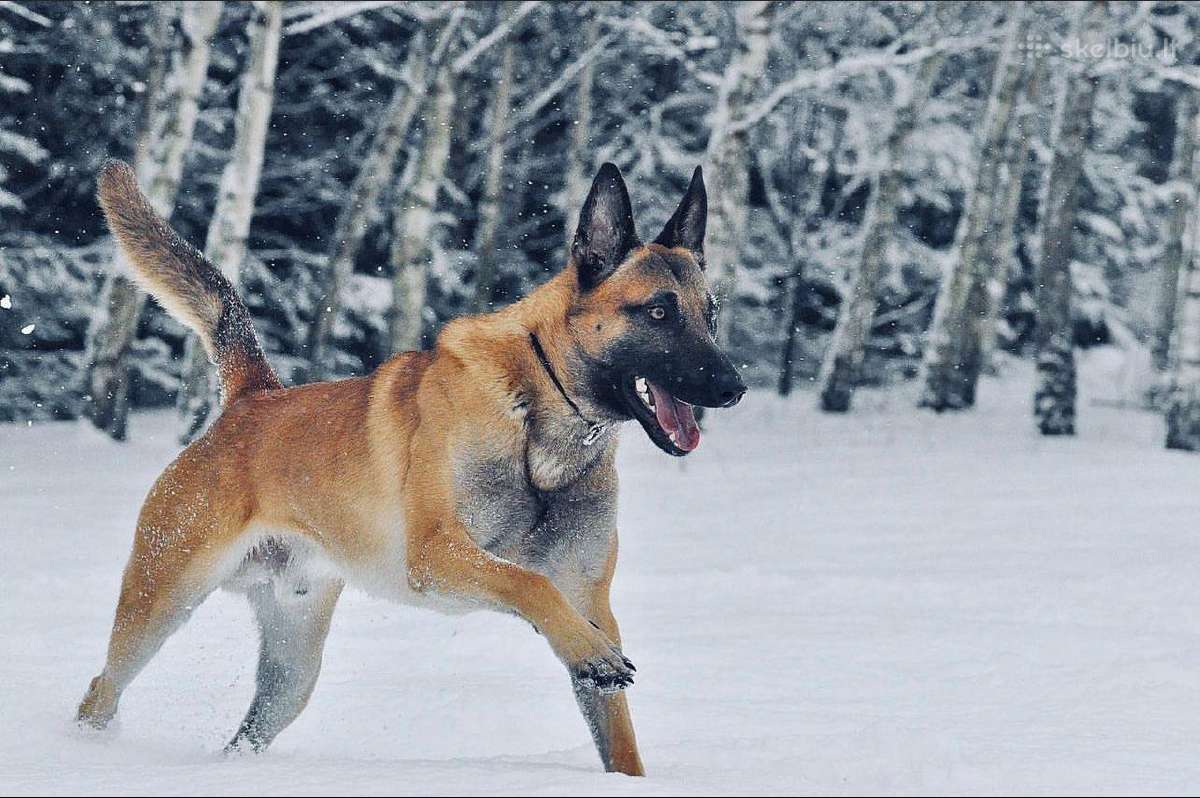 Belgų aviganis Malinua patinas kergimui - Skelbiu.lt