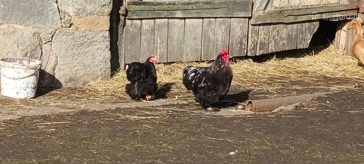 Antys begikes ir gsidelia - Skelbiu.lt