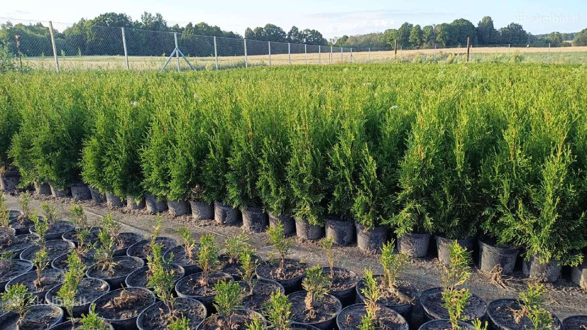 Tujos Smaragd, kadagiai blue arrow, kalnapušes - Skelbiu.lt