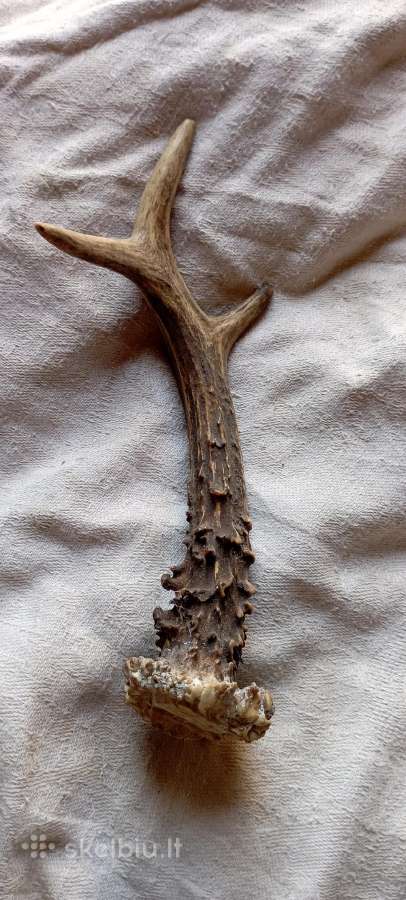 Stirnos ragas - Skelbiu.lt