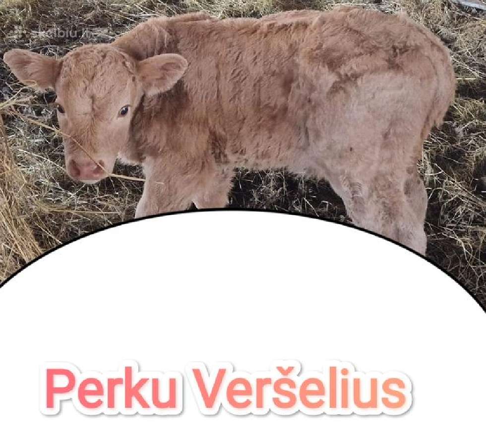 Brangiai Perku x-mėsinius buliukus - Skelbiu.lt