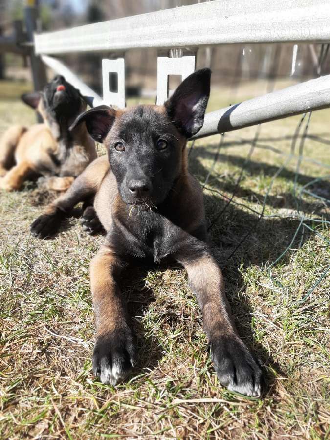 Belgų aviganiai Malinua - Skelbiu.lt