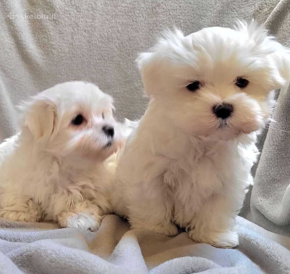 Maltos Bišonai - Skelbiu.lt