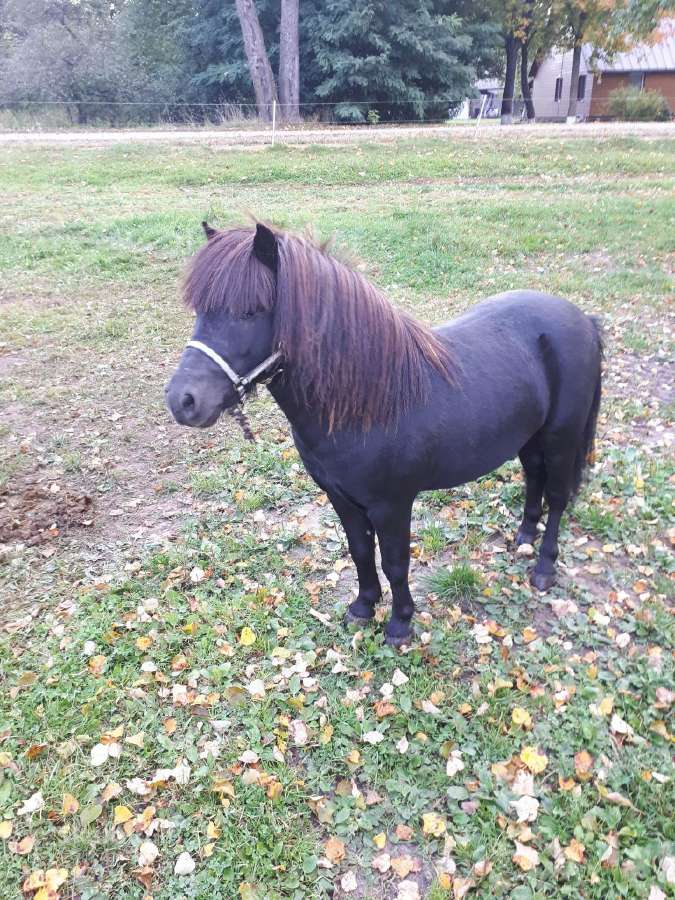 Parduodami trys žavūs ponių eržiliukai - Skelbiu.lt