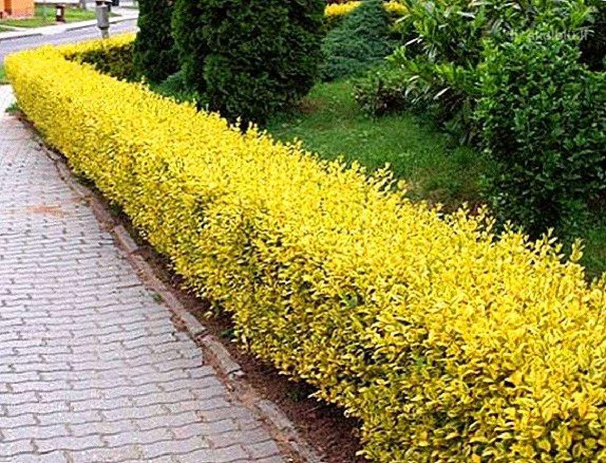 Ligustras Aurea - Skelbiu.lt