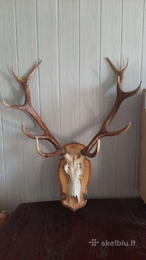 Elnio ragai - Skelbiu.lt