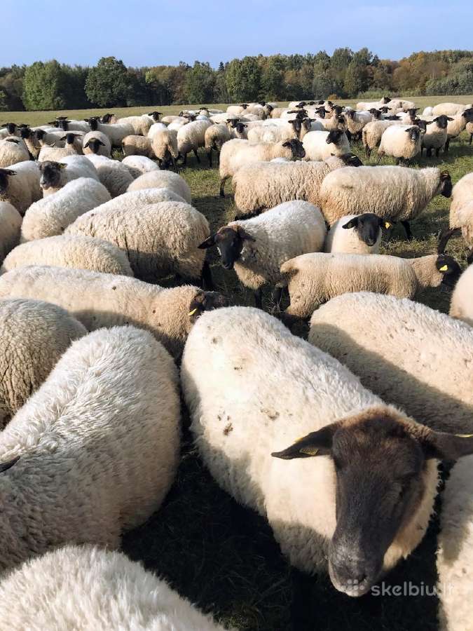 Ėriena - Skelbiu.lt