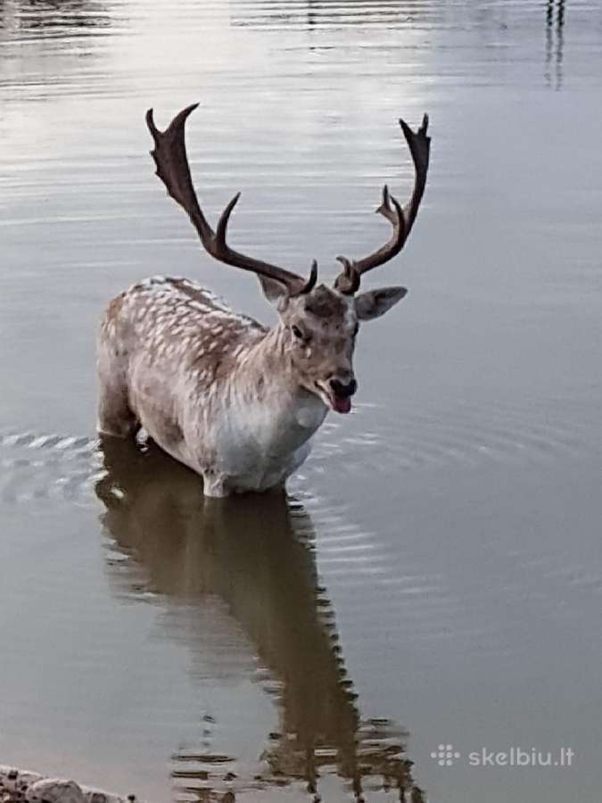 Perliniai Danieliai - Skelbiu.lt