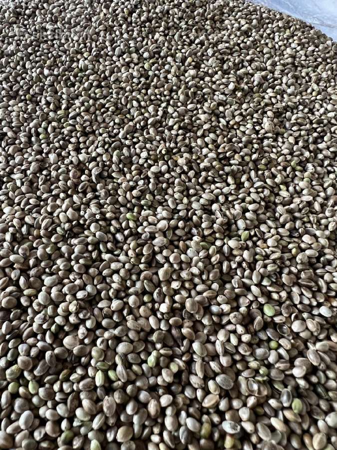 Kanapiu seklos karpiams (zvejybai) - Skelbiu.lt