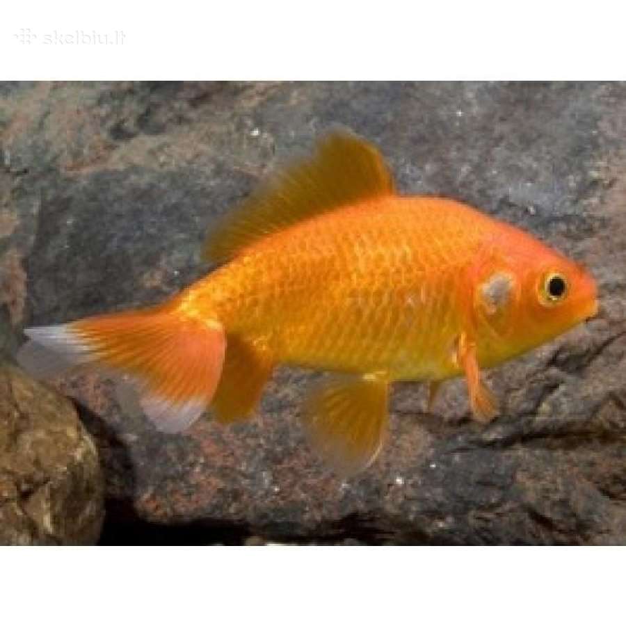 Spalvoti karosai - Skelbiu.lt